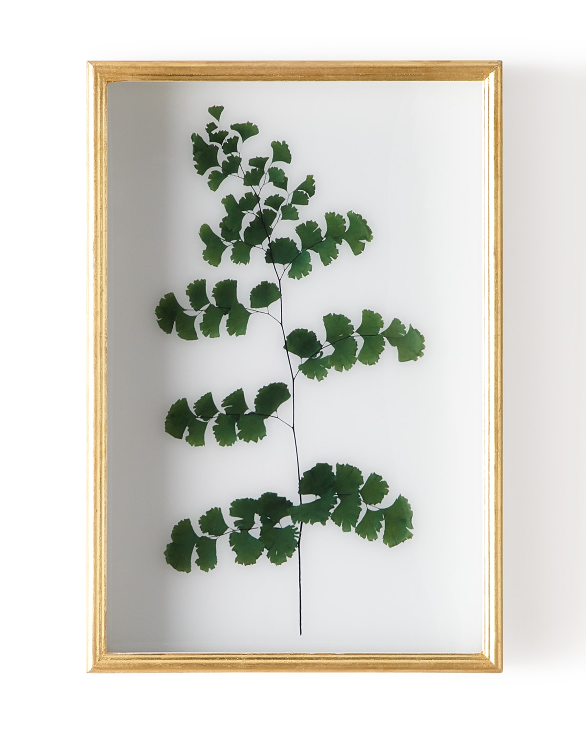 John-Richard Collection "Fern I" Shadow Box Display | Horchow