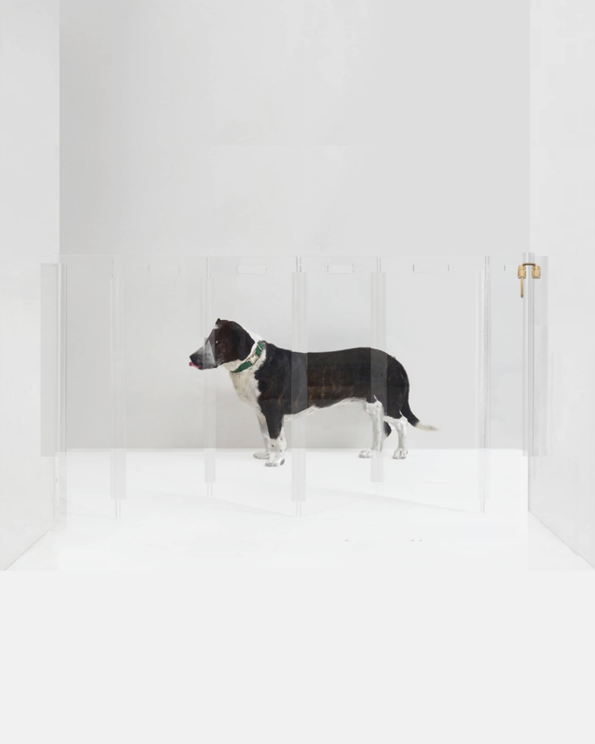 HIDDIN Wall Mounted Clear Pet Gate Zig Zag Collection & Matching Items | Horchow