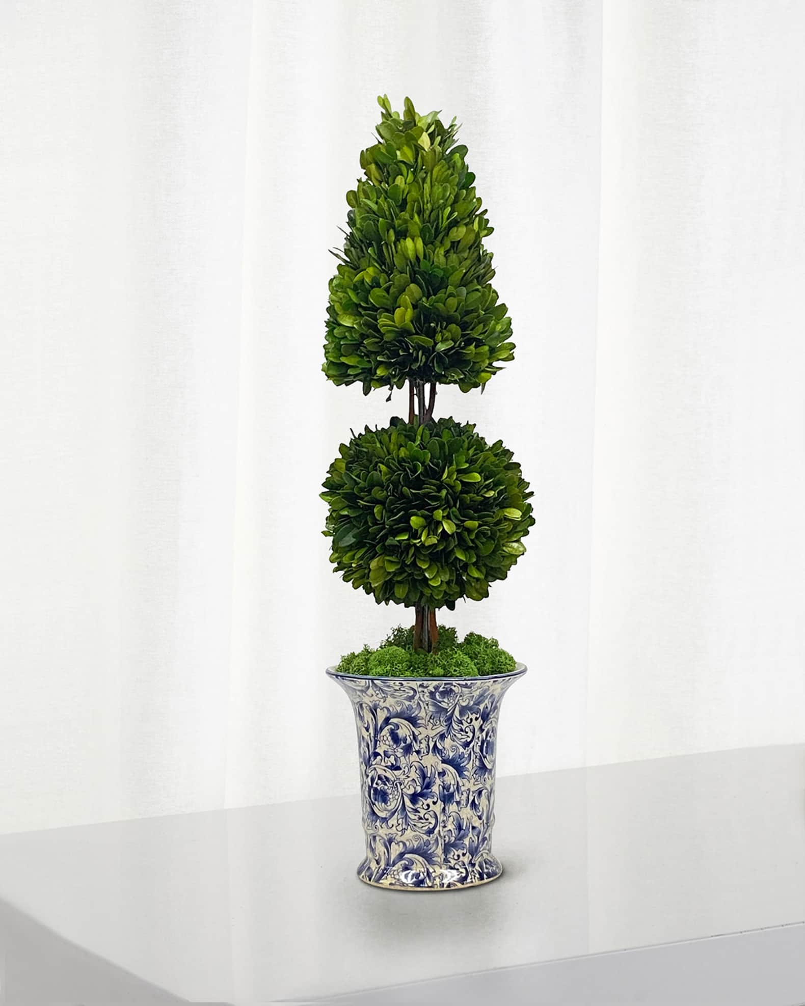 Winward Home Preserved Coneball Boxwood Topiary In Porcelain Vase - 24 ...