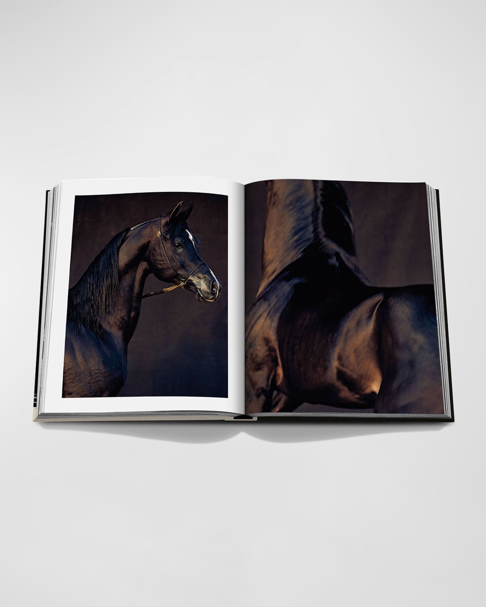 Assouline "Horses from Saudi Arabia" Book by Debbie Burt | Horchow